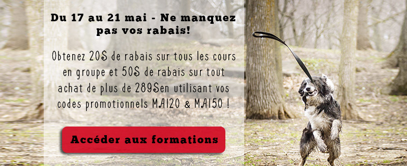 Activités canines : Cours en groupe, ateliers & séminaires - Cours ...