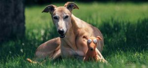 Race de chien: Le Lévrier Greyhound - Caractère, éducation, santé ...