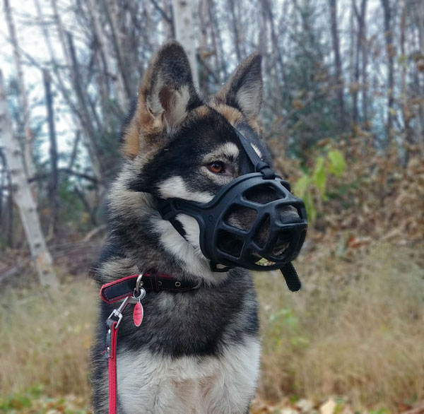 Comment réagir contre un chien qui attaque