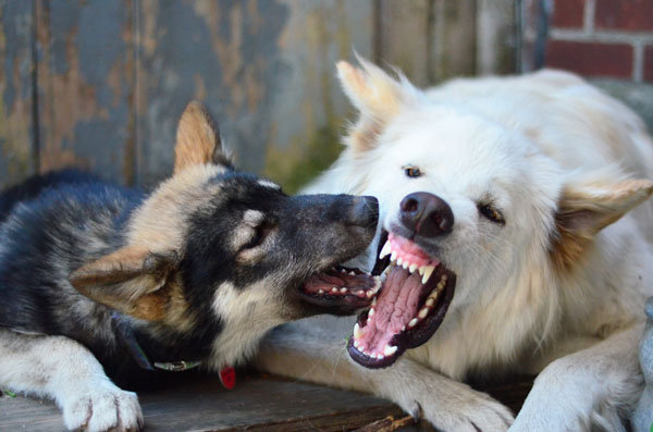 Comment réagir contre un chien qui attaque