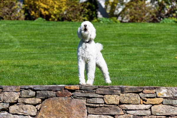 [Trucs et astuces] Apprendre les limites du terrain à son chien Partie ...