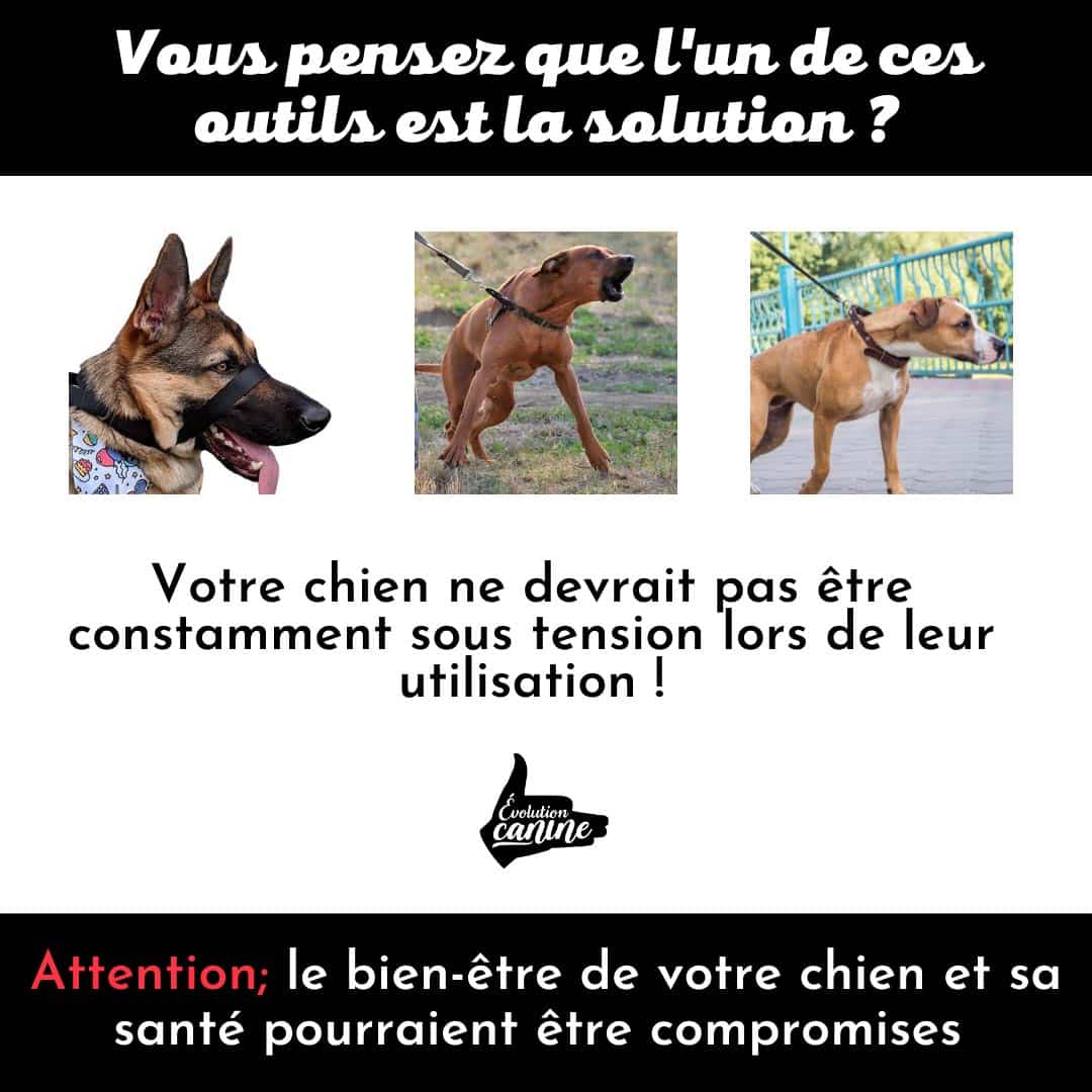 [Conseils de pro] Choisir le meilleur collier ou harnais pour son chien ...