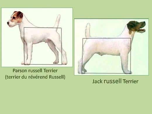 Race de chien: Le Jack Russell Terrier – Caractère, éducation, santé ...