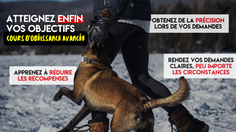 Cours de dressage avancé pour chiens à Shawinigan