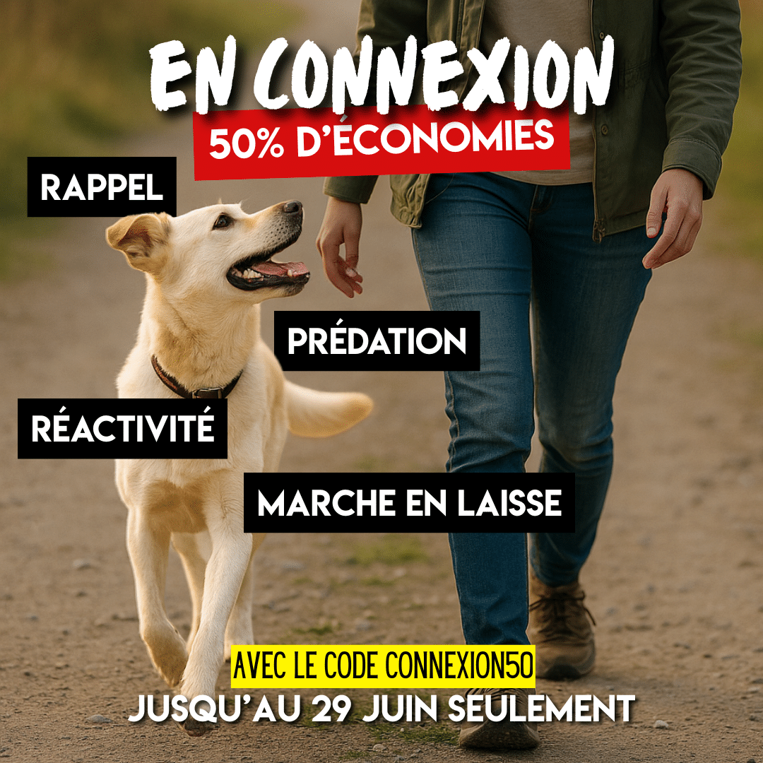Top 5 de sélections de cours pour propriétaires de chiens et pros du ...