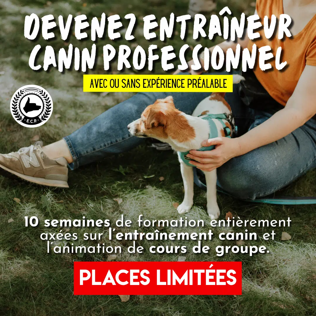 Top 5 de sélections de cours pour propriétaires de chiens et pros du ...
